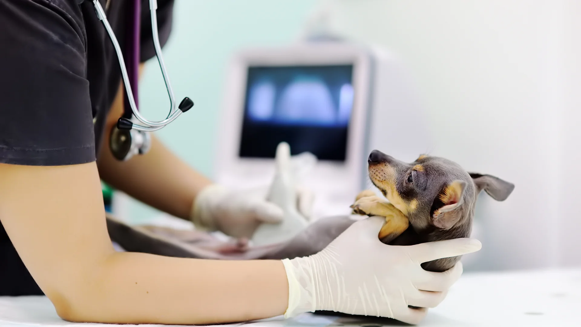 Puyallup, WA Veterinary Services | Old Growth Veterinary Emergency ...